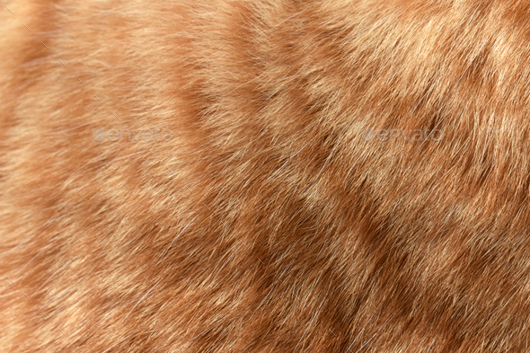 Cat fur texture background. Stock Photo by Maliflower73 | PhotoDune