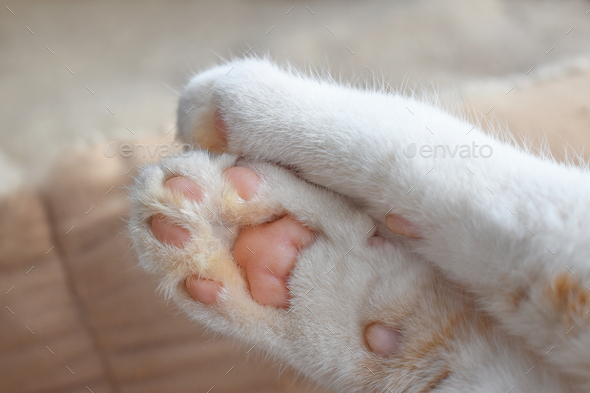 Cat toe beans. Pink cat paws. Stock Photo by Maliflower73 | PhotoDune