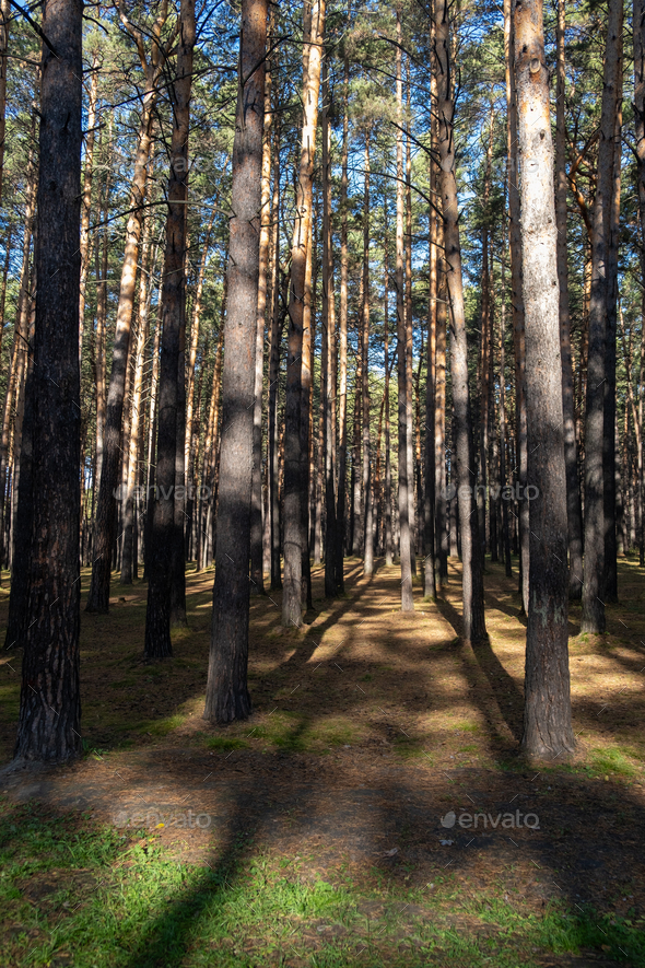 Forest background of pine trees. Spruce forest. Many vertical tree ...