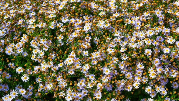 Spring flowers. White color flowers. Plants as a background. Stock ...