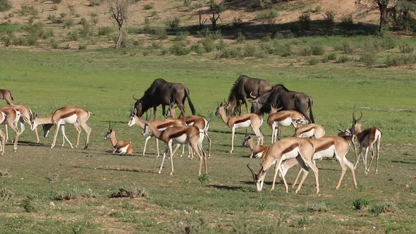 Feeding Springbok Antelopes And Blue Wildebeest, Stock Footage | VideoHive