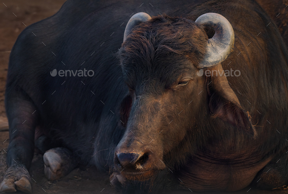 Murrah Buffalo Head - Water Buffalo (Bubalus bubalis) Stock Photo by ...