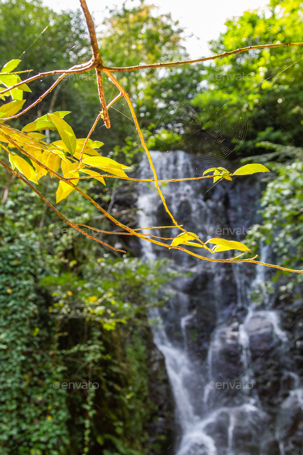 twig of tree with leaves lit by sun and waterfall Stock Photo by vvoennyy