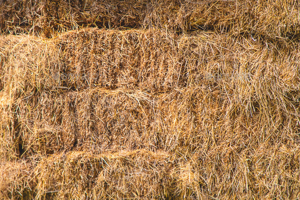 Heap of hay for animals. Selective focus. Stock Photo by yanadjana