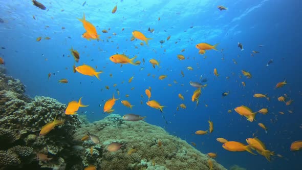 Tropical Fishes Seascape, Stock Footage | VideoHive
