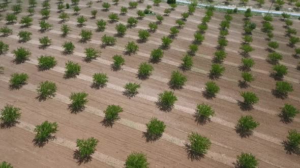 Aerial View Of Rows Of Trees, Stock Footage | VideoHive