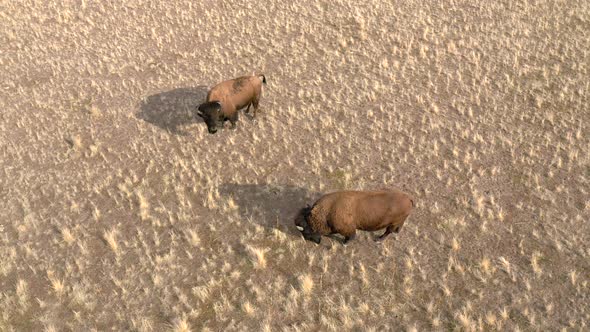 bison grazing overhead view aerial., Stock Footage | VideoHive