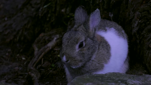 rabbit hiding in forrest at night 4k, Stock Footage | VideoHive