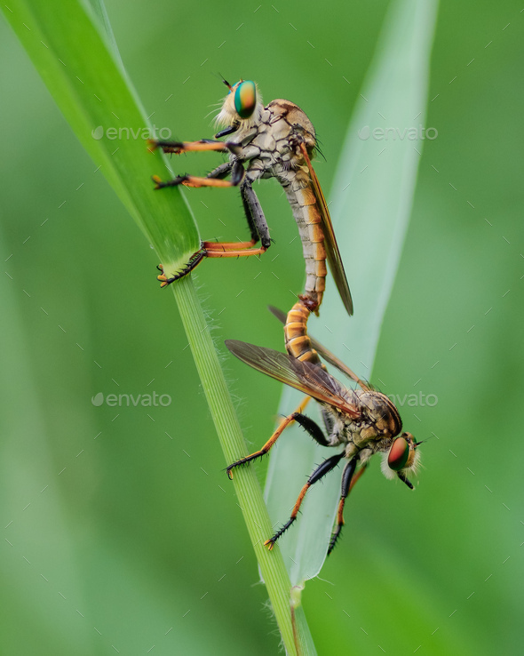 mating insect Stock Photo by triwidana | PhotoDune