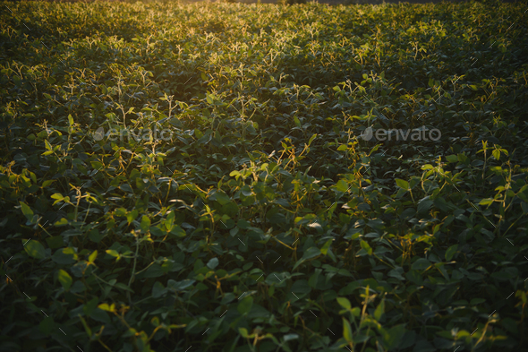 Close up of soybean plant in cultivated agricultural field, agriculture ...