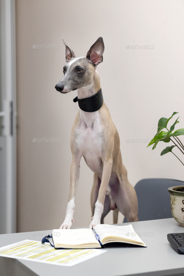 The questioning look of a Whippet dog leaning with its front paws on a ...