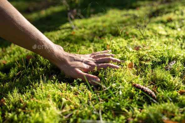 Hand of man touching moss in forest feeling soft surface enjoying ...