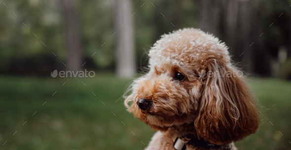 Side view portrait of cute toy poodle. Stock Photo by angelinai2 ...