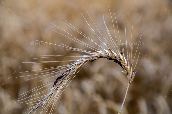 Rye with ergot fungus in the field Stock Photo by seyfutdinovaolga