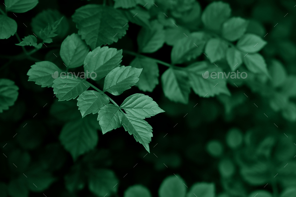Dark green leaves plant Campsis grandiflora in the garden. Stock Photo ...