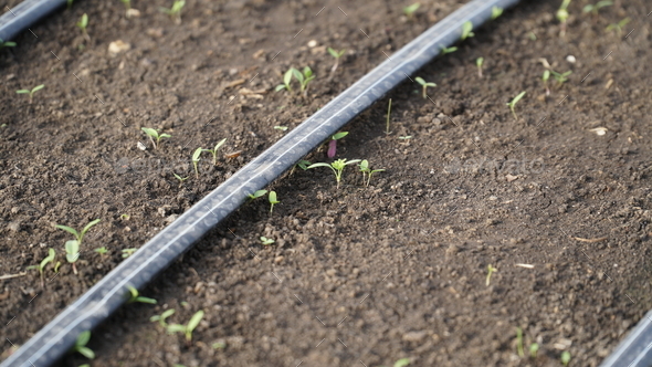 drip irrigation. Green seedlings growing in the drip system. Stock ...