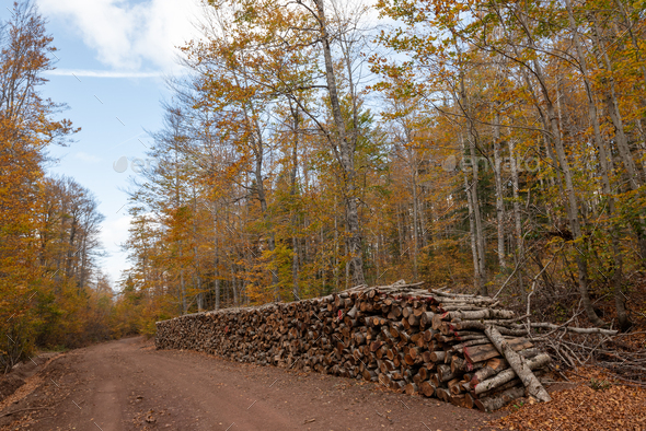 Log spruce trunks pile. Sawn timber trees from the forest. Logging ...