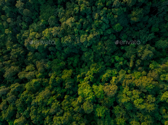 Aerial top view of green trees in forest. Drone view of dense green tree captures CO2. Green ...