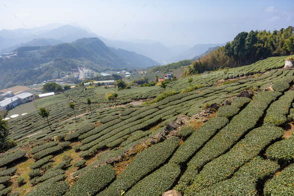 Rows of growing tea tree for tea plantation Stock Photo by leungchopan