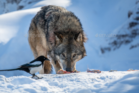 Gray wolf eat meat in the winter forest with magpie. Wolf in the nature ...