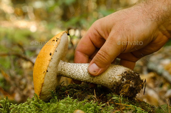 A hand reaches out to pluck a podosinovik mushroom growing in the ...