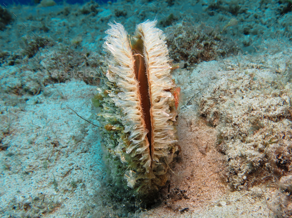 Endangered noble pen shell from the Mediterranean Sea Stock Photo by ...