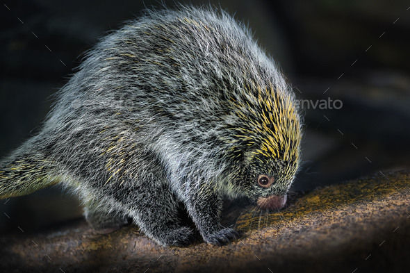 Brazilian Porcupine (Coendou prehensilis) - South american rodent Stock ...