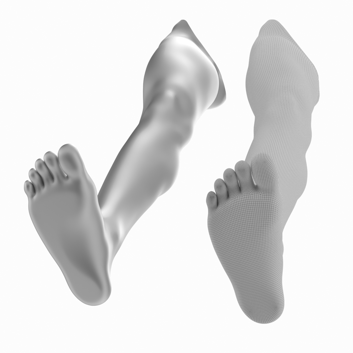 Female Legs Anatomical Base Mesh by valeriik | 3DOcean