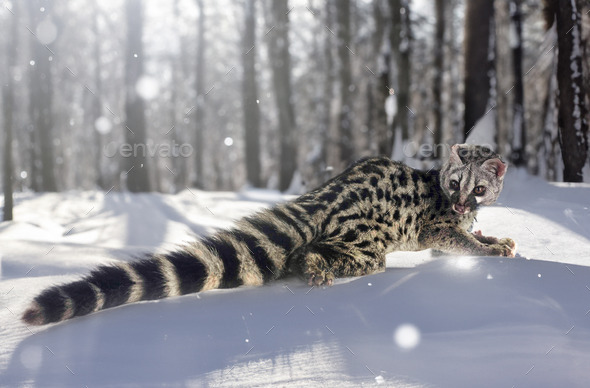 Common genet in nature Stock Photo by cynoclub | PhotoDune
