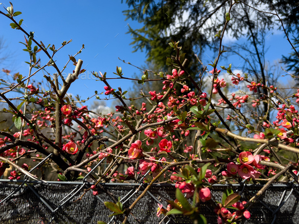 Spring blossom of Japanese quince (Chaenomeles japonica) Stock Photo by ...