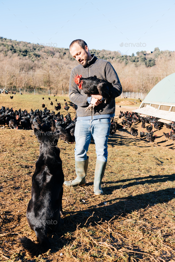 Farmer with dog carrying chicken while standing in countryside Stock ...