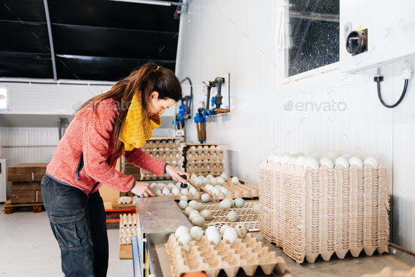 Employee putting eggs into containers at work Stock Photo by galdricp