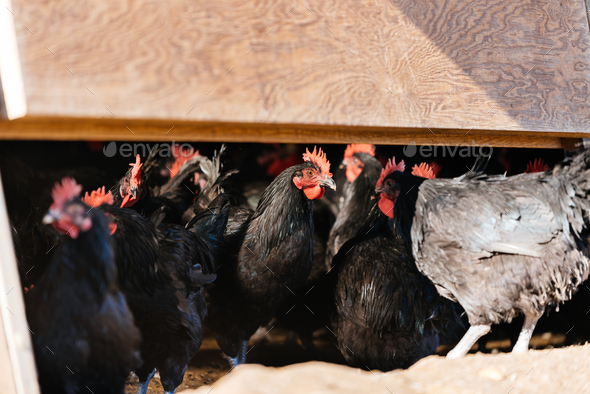 Group of big black chickens on ground inside a pen house poultry in ...