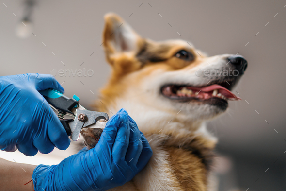 girl groomer carefully trims the claws of corgi dog with tongs in a ...