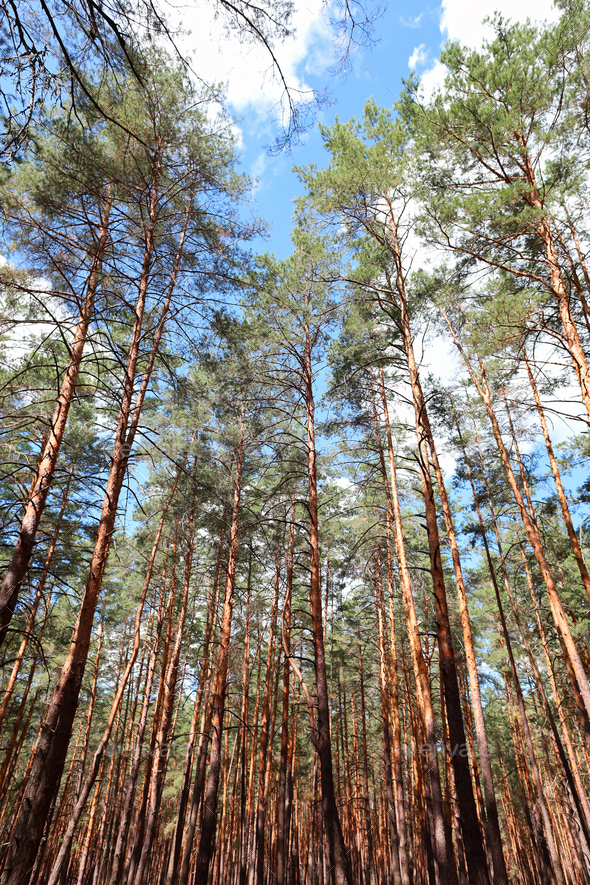 beautiful pine forest smooth pillars trees grow in rows Stock Photo by ...