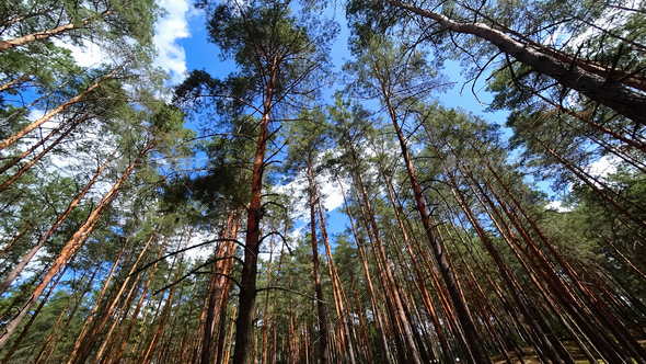 pine forest smooth pillars, pine trees grow and stretch to the sky ...