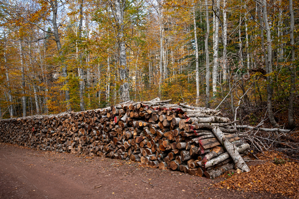 Log spruce trunks pile. Sawn timber trees from the forest. Logging ...