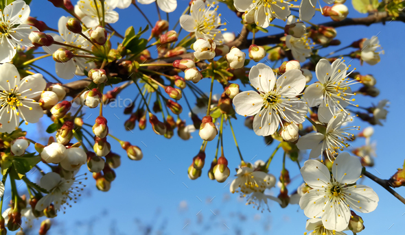 Branch of a spring tree with beautiful white flowers Stock Photo by ...