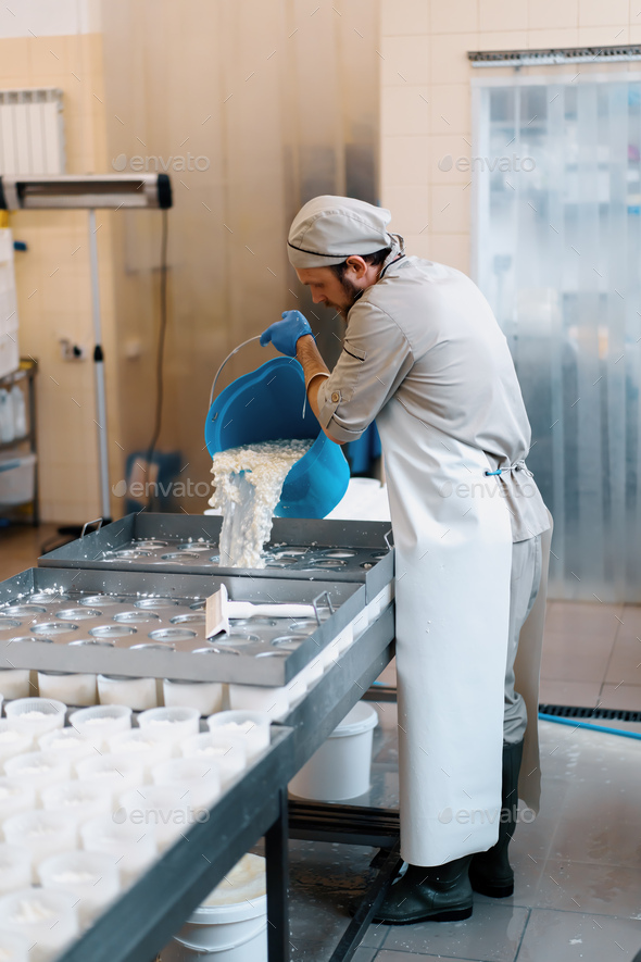 cheese maker pours fresh cheese into molds for making brie cheese craft ...