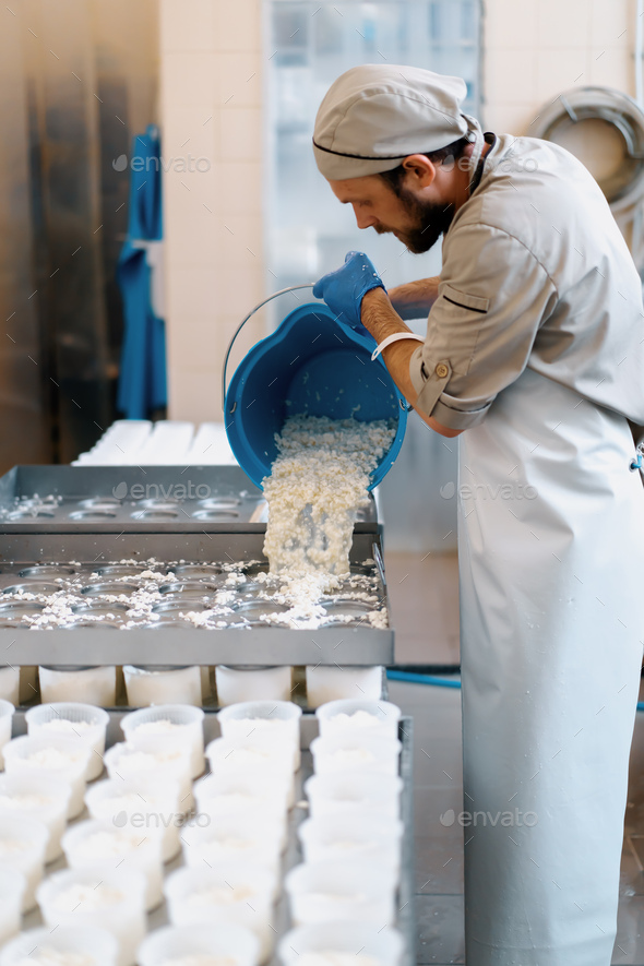 cheese maker pours fresh cheese into molds for making brie cheese craft ...