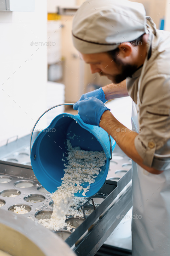 cheese maker pours fresh cheese into molds for making brie cheese craft ...