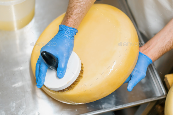 Male hands in gloves cleaning cheese by brush in warehouse of milky ...