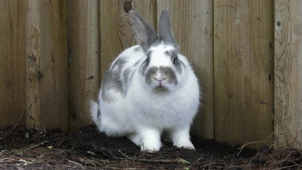 cute bunny sniffing the air slow motion 4k, Stock Footage | VideoHive