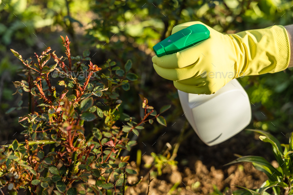 Treatment of roses from pests, aphids and fungi. Remedy for roses from ...