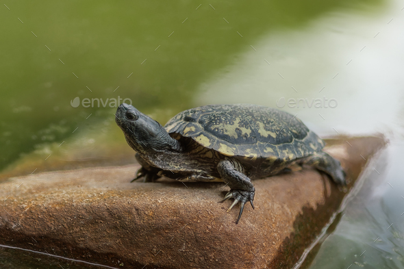 Yellow-spotted River Turtle (Podocnemis unifilis) Stock Photo by ...