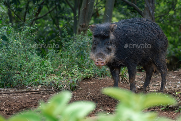 White-lipped Peccary (Tayassu pecari) - South american suine Stock ...