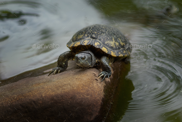 Yellow-spotted River Turtle (Podocnemis unifilis) Stock Photo by ...