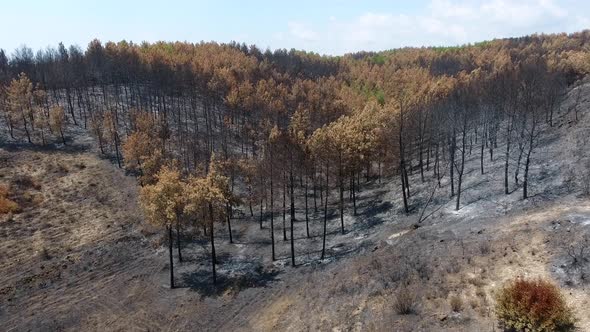 Dried Trees that Turned to Ash the Day After the Forest Fire, Stock Footage