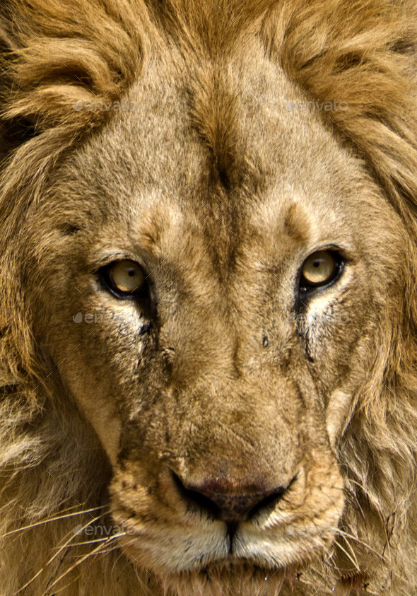 Lion Face Stock Photo by GopiVerma | PhotoDune