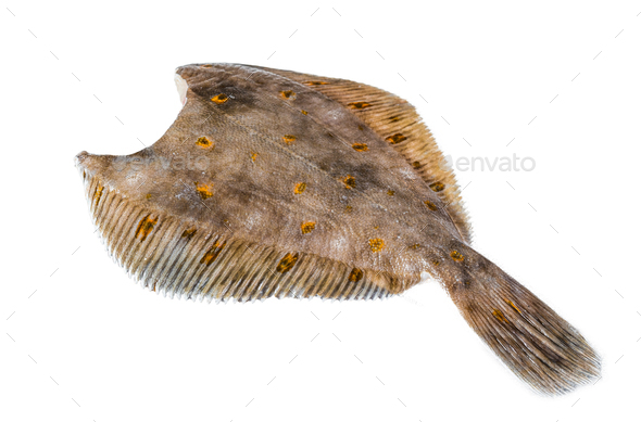 Raw whole flounder flatfish fish Isolated on white background, top view ...